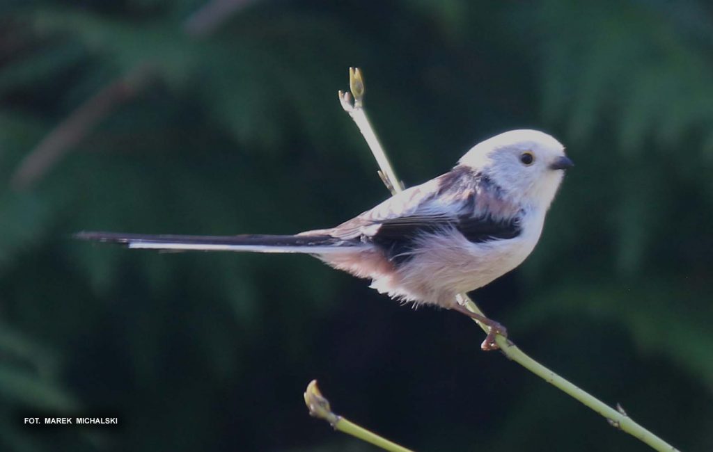 Moje raniuszki : Radio Olsztyn