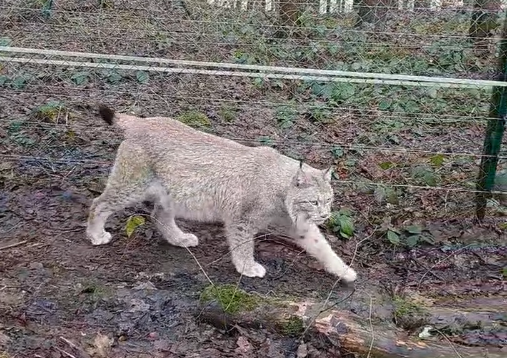 Ryś znaleziony niedaleko Wielbarka trafi na wolność : Radio Olsztyn